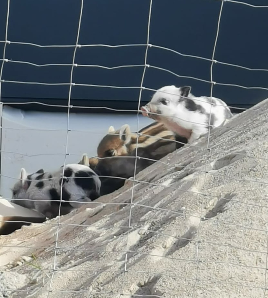 Spacerowicz spotkał na swojej drodze dziki albinosy. To stali bywalcy ...