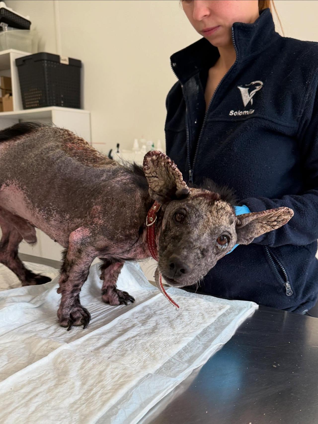 Bulwersująca sprawa psa Otisa. Studentka prawa na UAM zapakowała ...